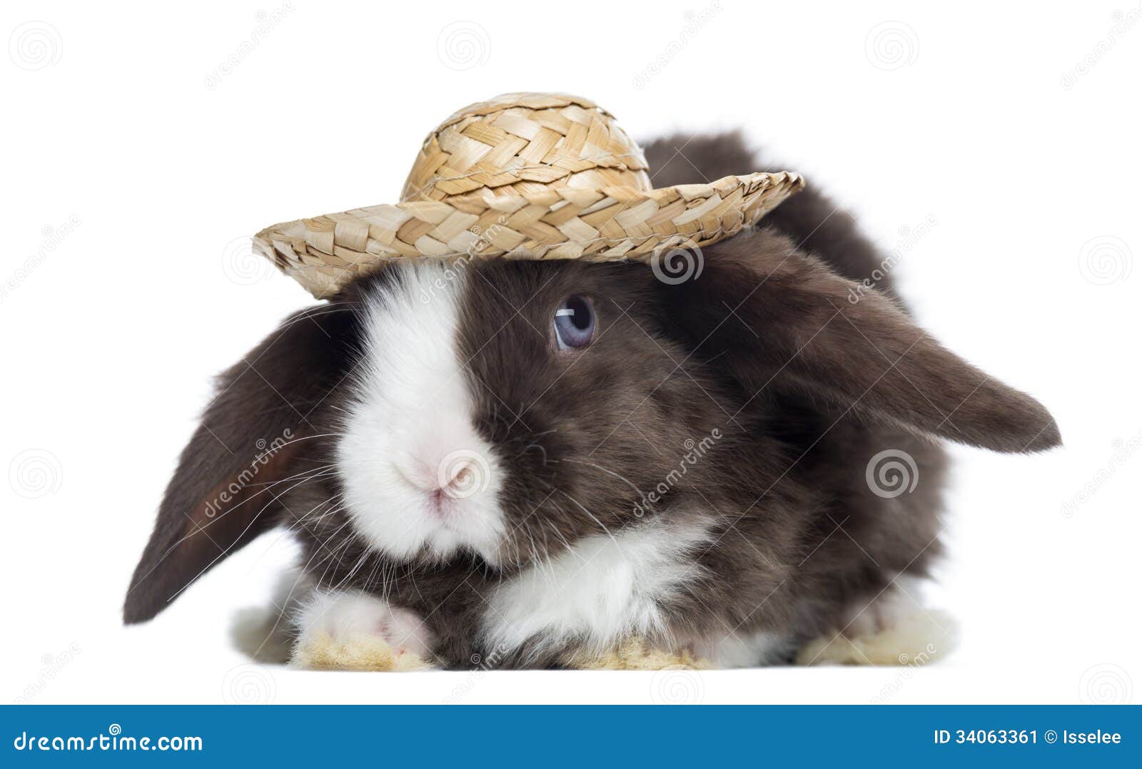 Bunny Wearing A Hat
