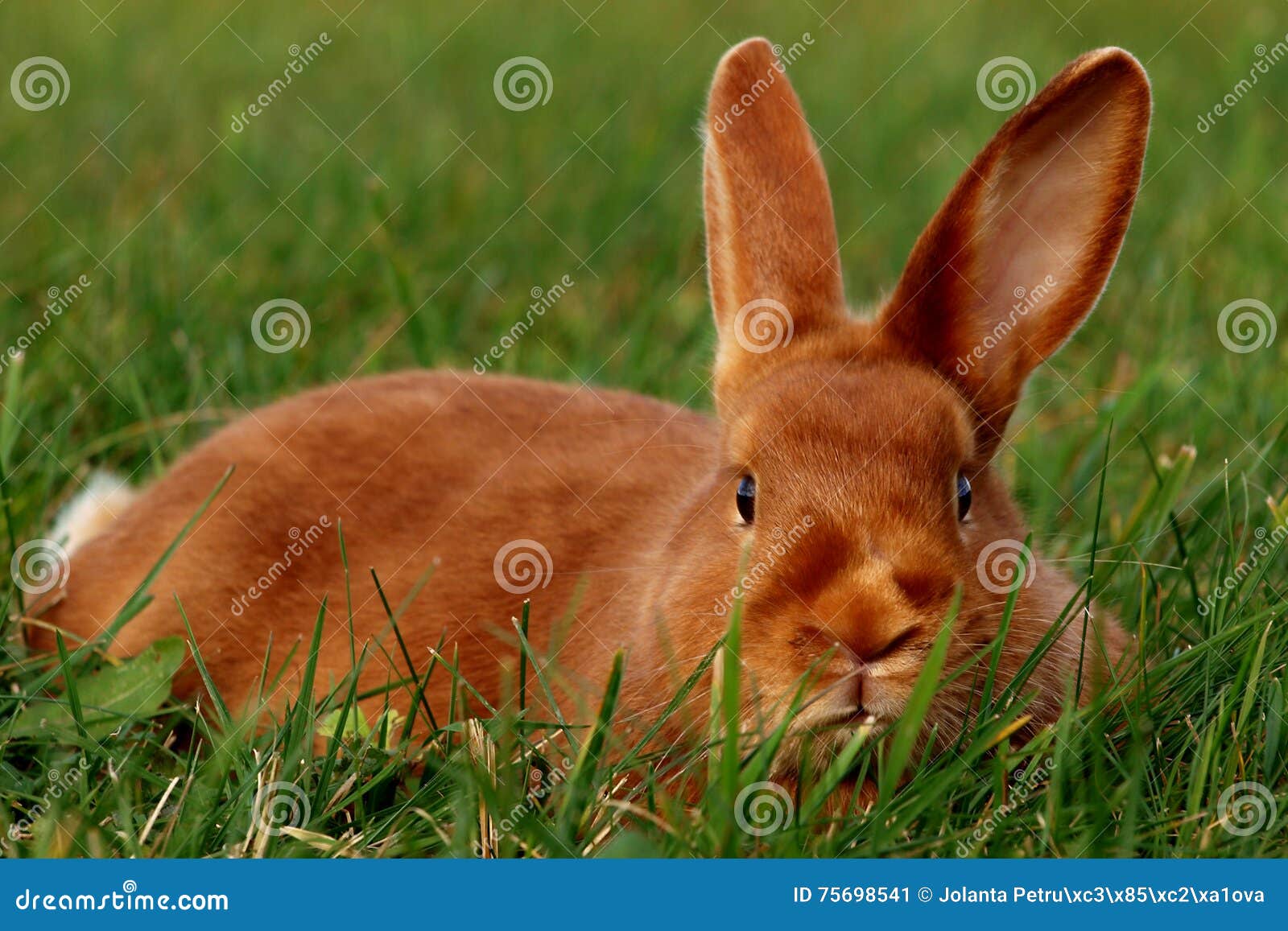Satin Rabbit Lying in the Grass Stock Image - Image of rabbit ...