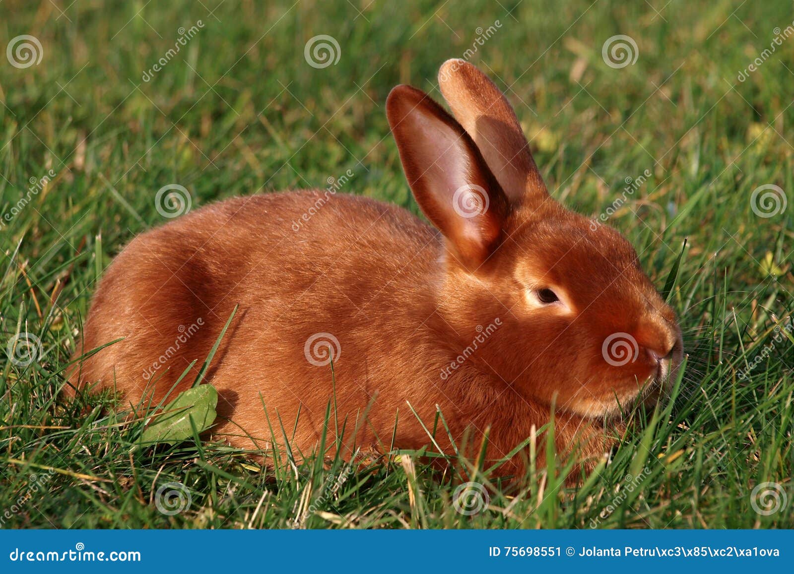 Rabbit Lying In Bed Stock Image | CartoonDealer.com #36844933