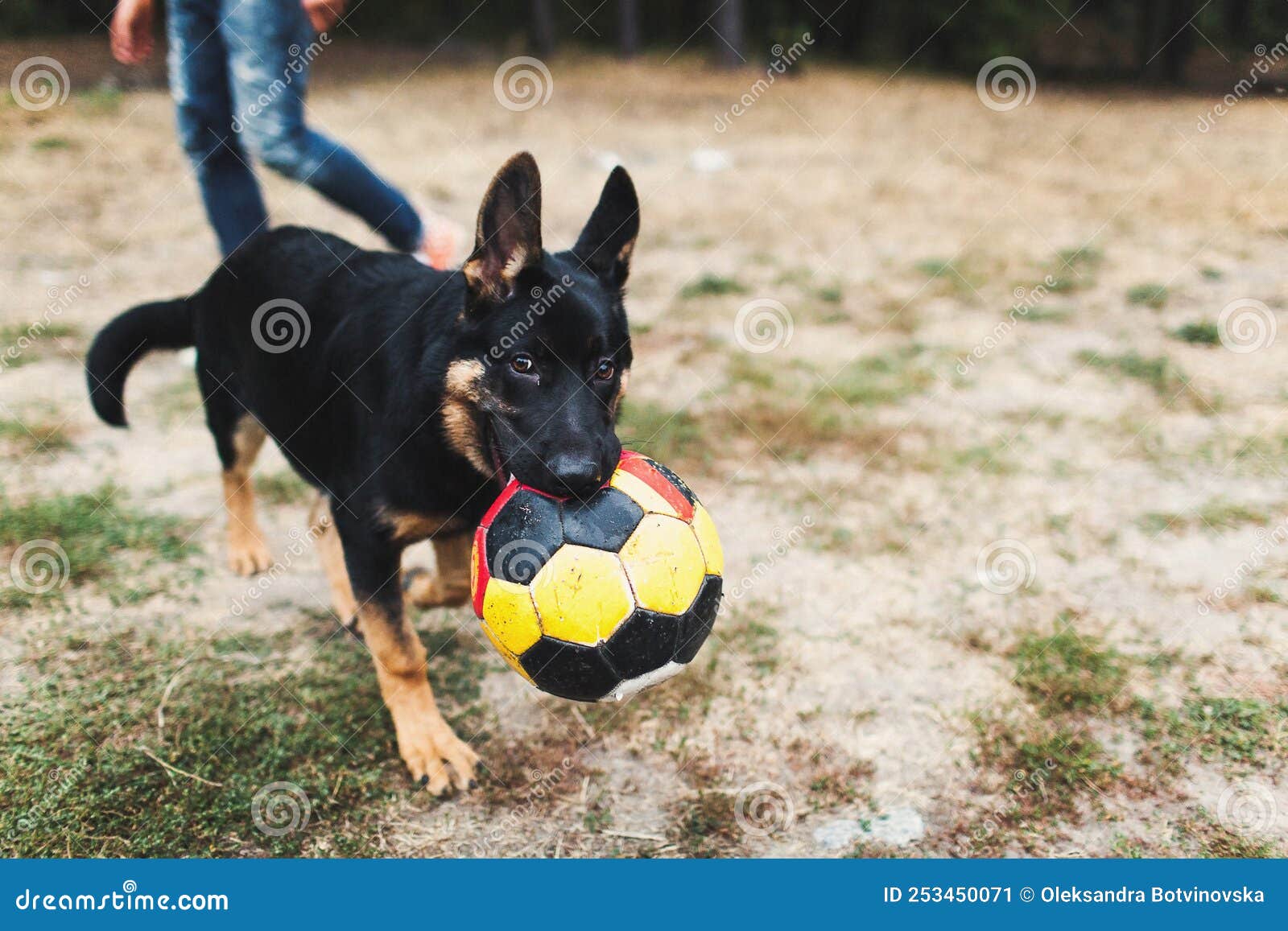 Satisfied Dog with a Ball in His Mouth Stock Image - Image of ...