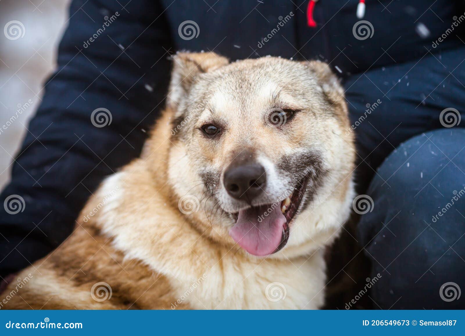 Satisfied Dog. Portrait of a Happy Dog in Training Stock Image - Image ...