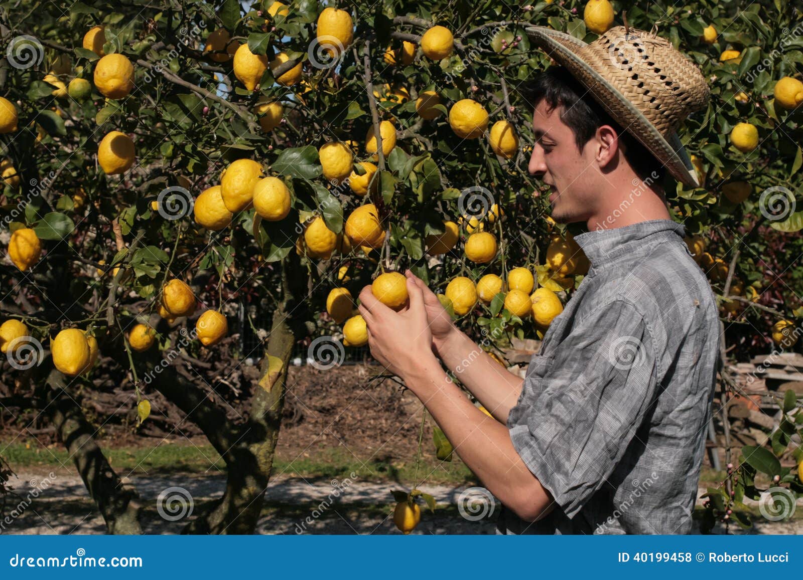 Satisfied Farmer Watch Fruits of a Lemon Tree Stock Photo - Image of ...