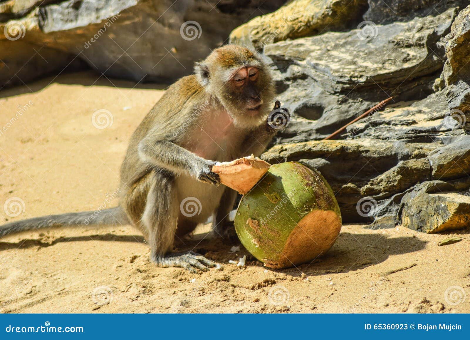 Satisfied Monkey with a Coconut Stock Image - Image of delicious ...