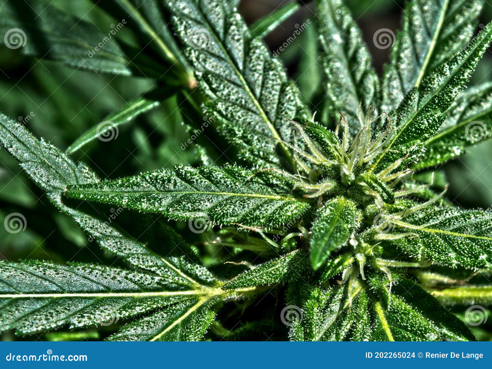 Sativa crystal thc stock photo. Image of wildflower - 202265024