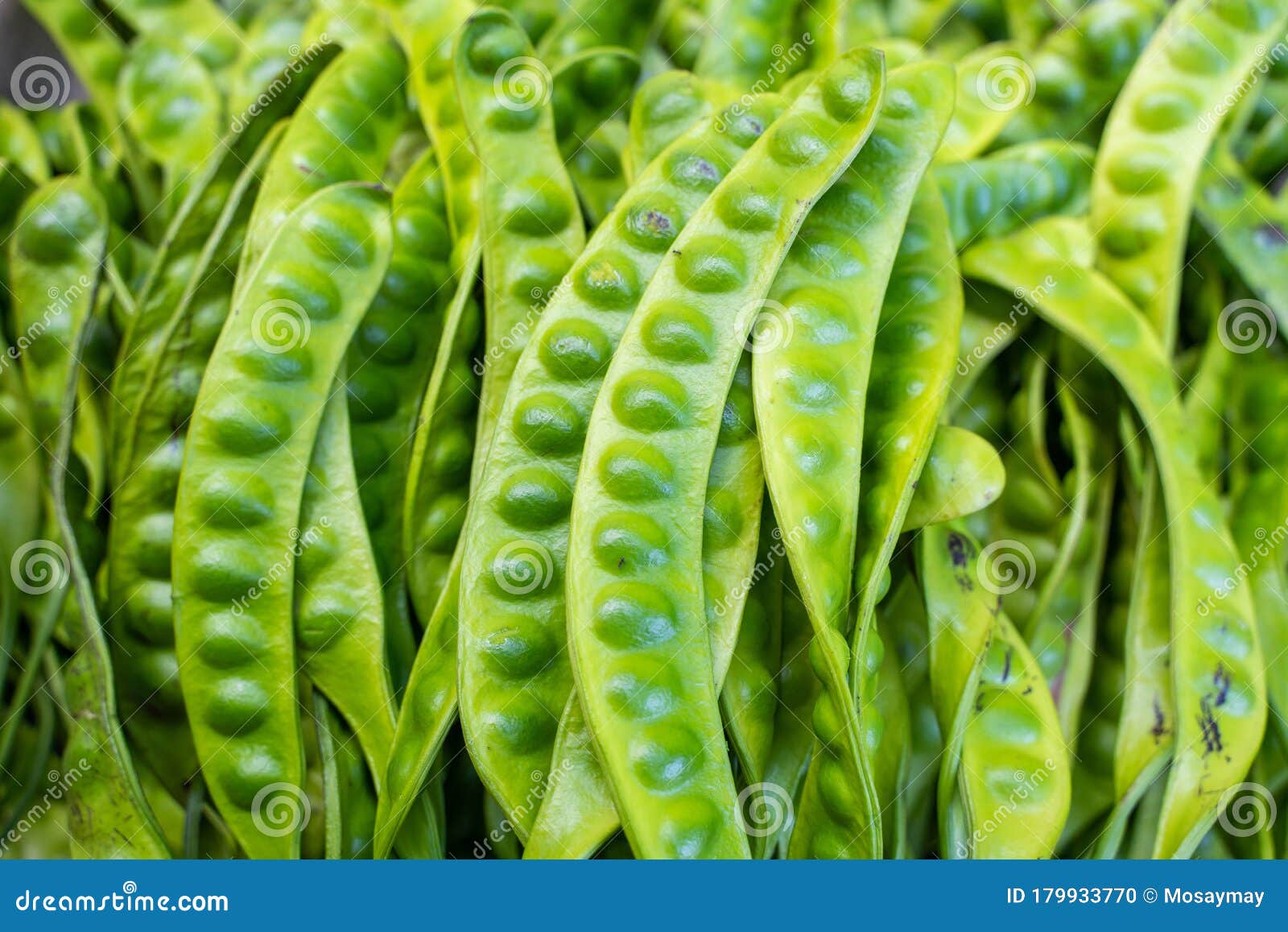 Sato - Bitter Bean Thai Vagetable for Ingredient Stock Photo - Image of ...