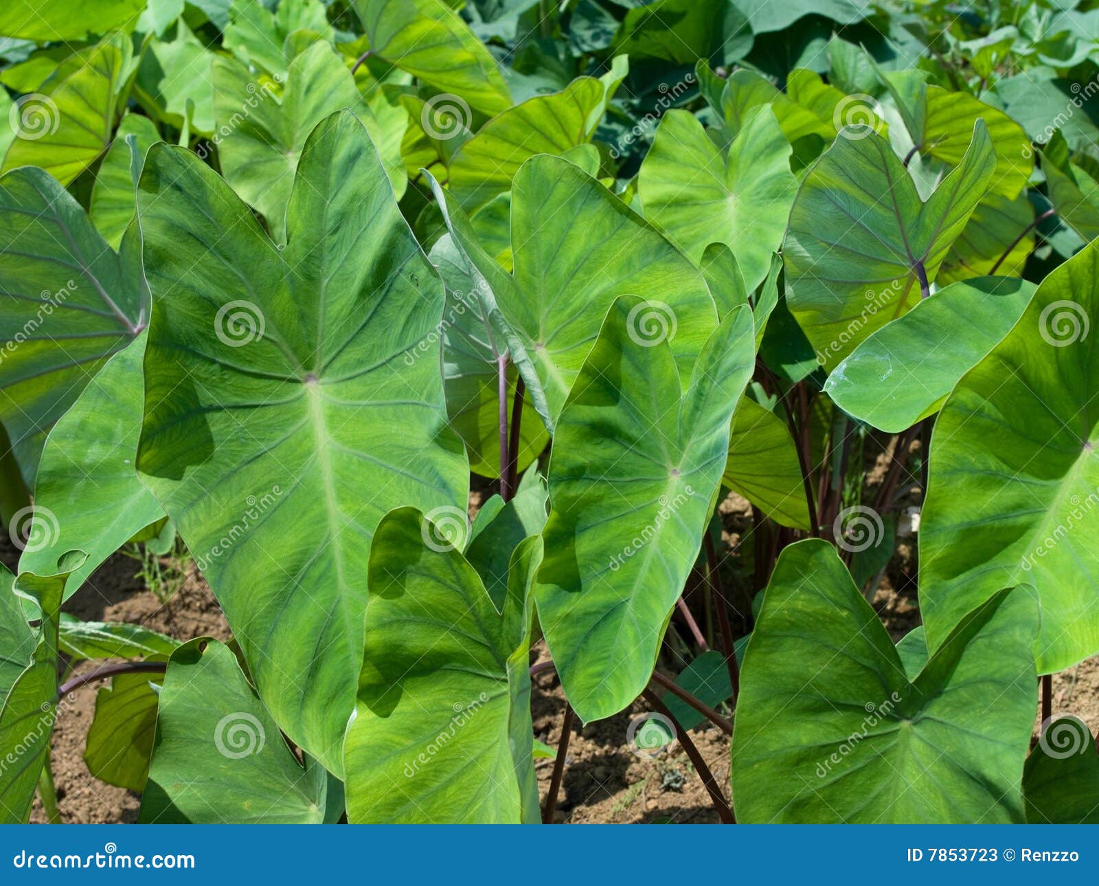 Satoimo (taro) Fields Stock Photos - Image: 7853723