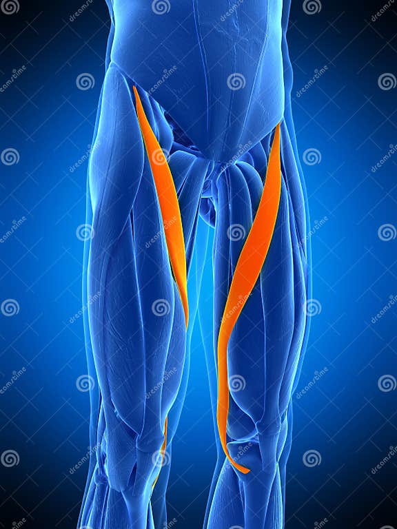 The satorius stock illustration. Illustration of medically - 72487416