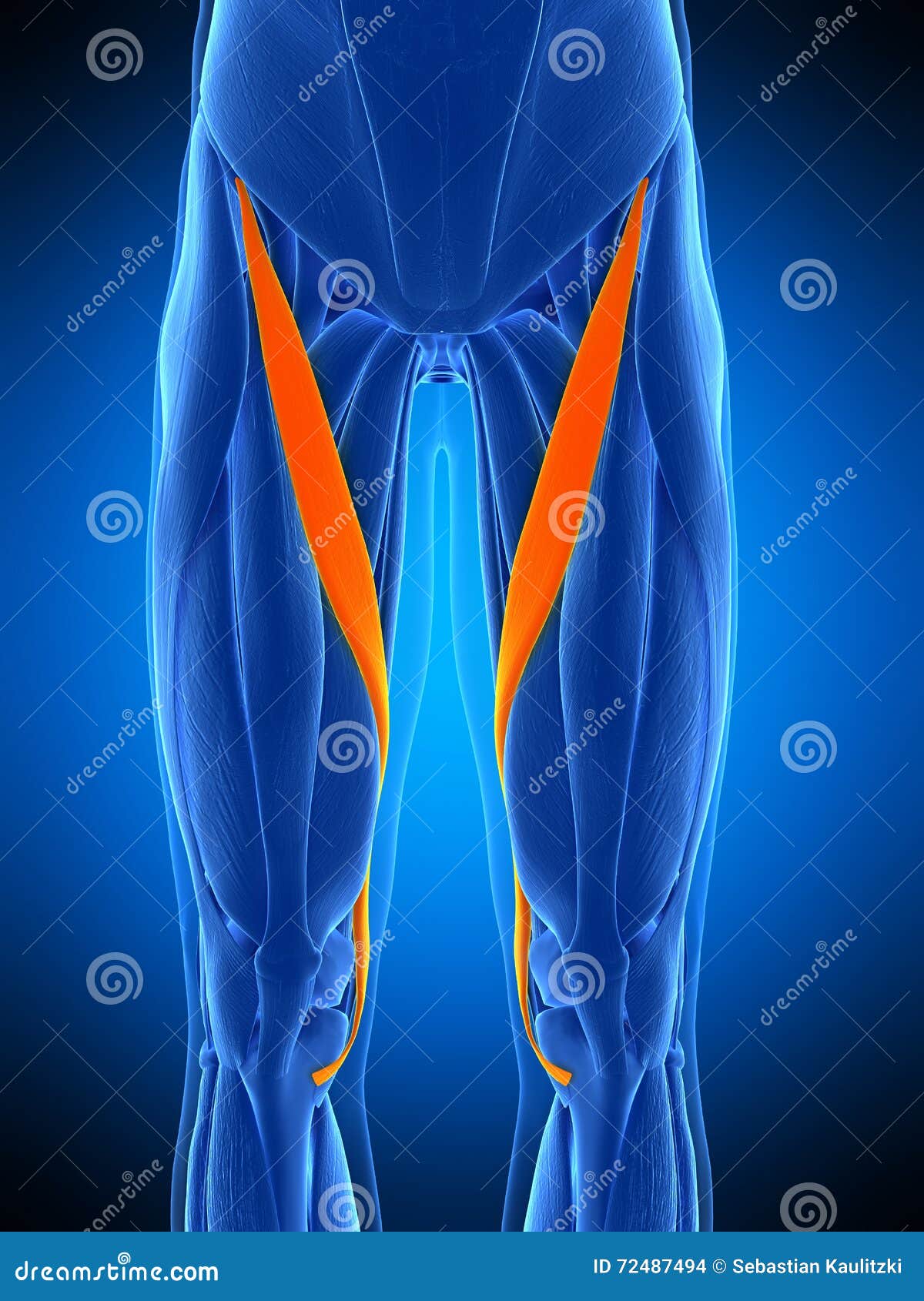The satorius stock illustration. Illustration of body - 72487494