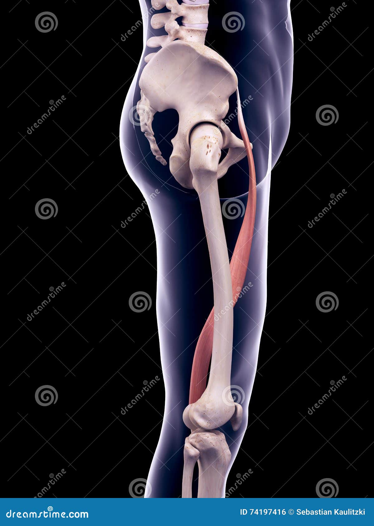 The satorius stock illustration. Illustration of system - 74197416