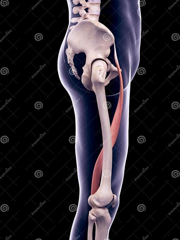 The satorius stock illustration. Illustration of system - 74197416