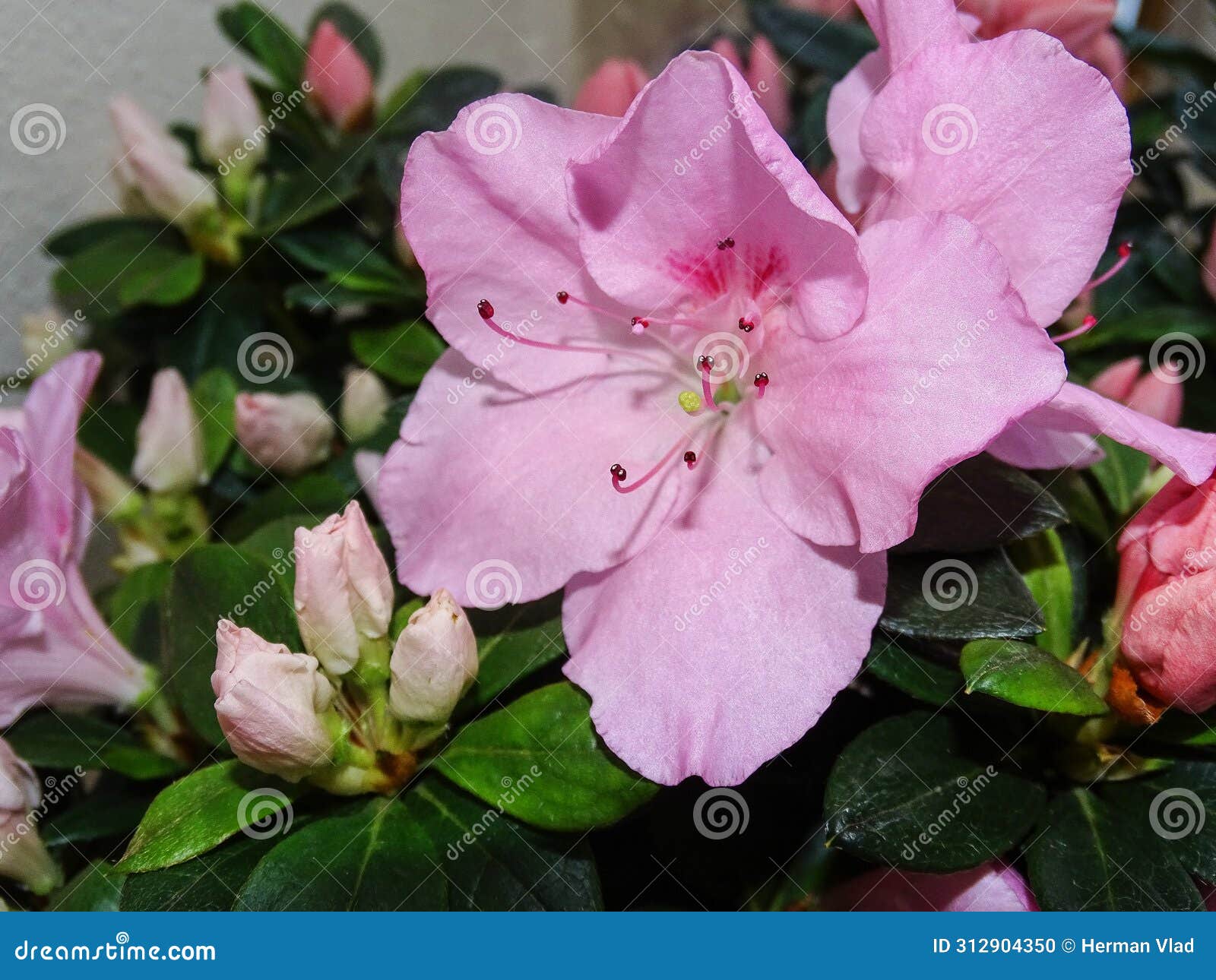 Satsuki Azalea Flower. Rhododendron Indicum Stock Photo - Image of ...