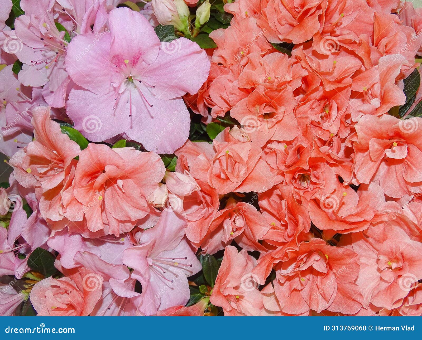 Satsuki Azalea Flowers. Rhododendron Indicum Stock Photo - Image of ...