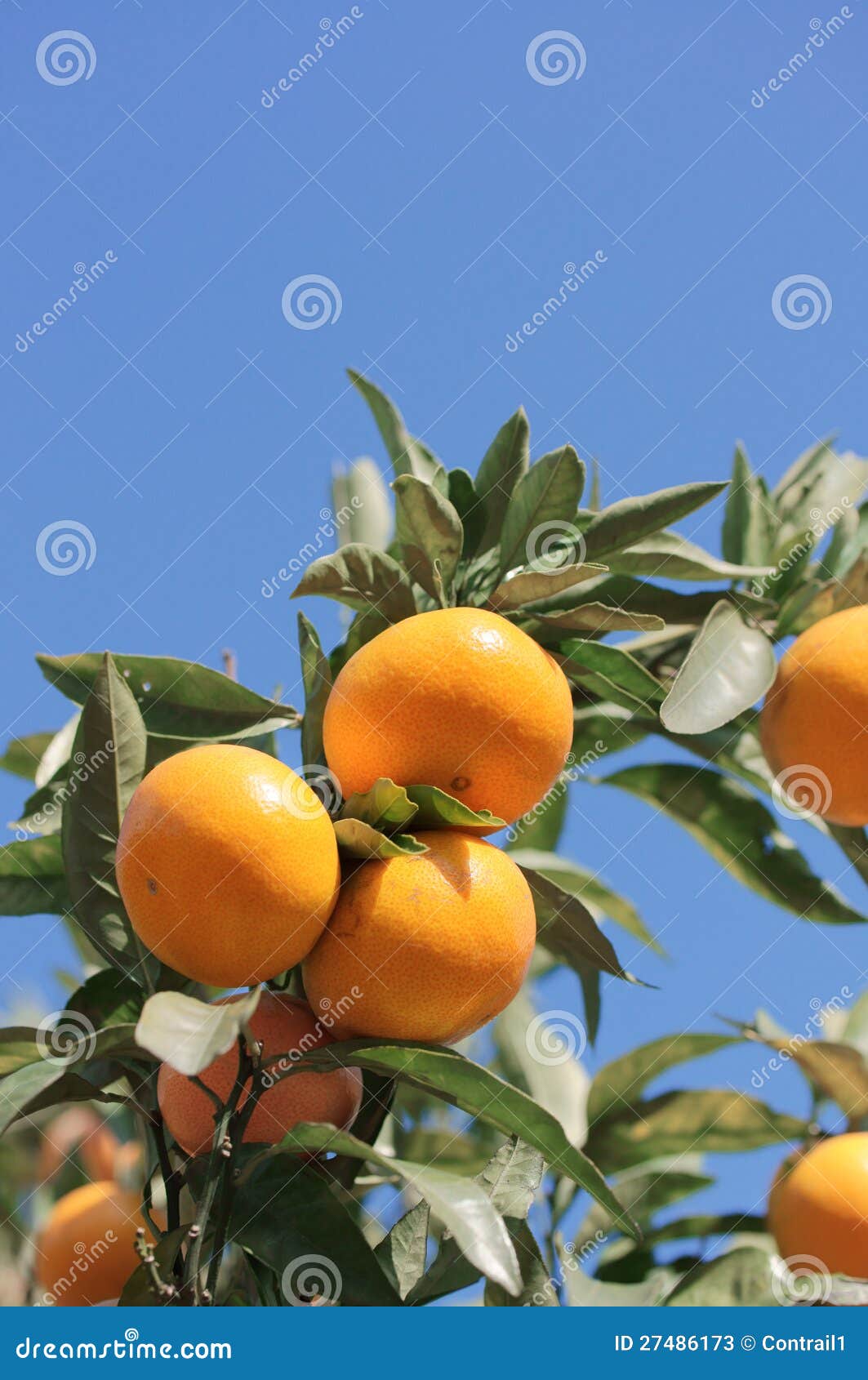 Satsuma stock image. Image of outdoor, fresh, japan, orange - 27486173
