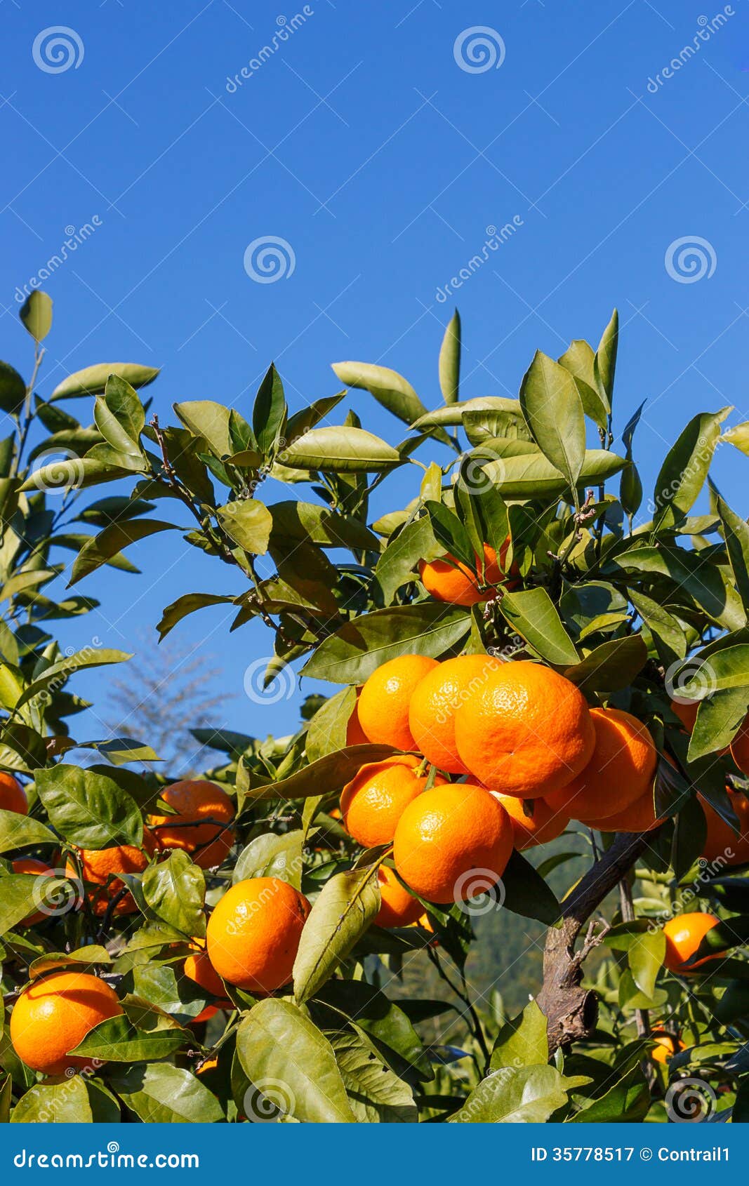 Satsuma stock image. Image of satsuma, sour, tree, citrus - 35778517