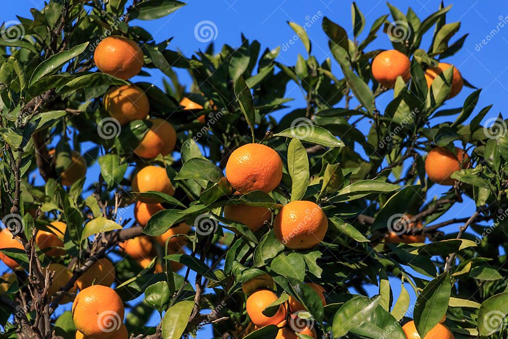 Satsuma stock photo. Image of japanese, satsuma, citrus - 45950402