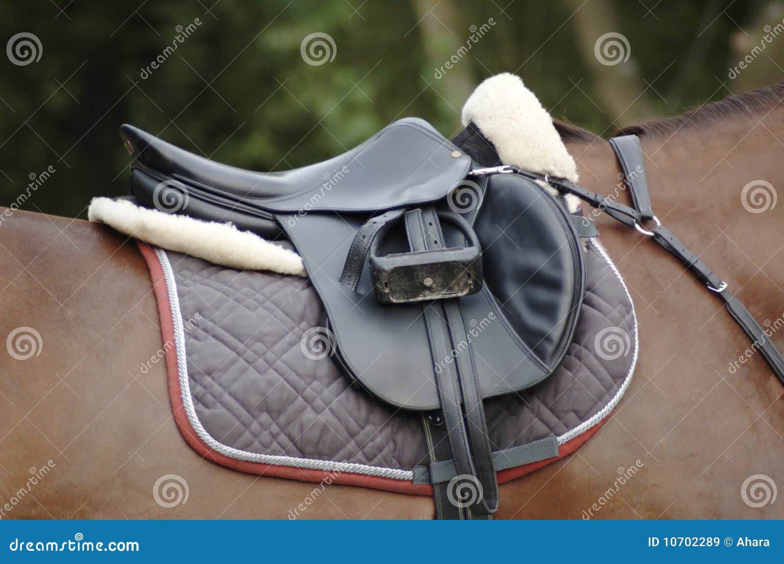 Sattel auf einem Pferd stockbild. Bild von männer, mitfahrer - 10702289