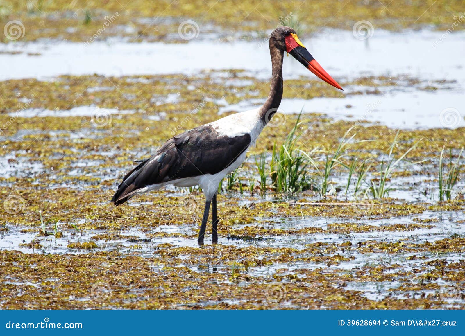 Sattel Berechneter Storch an Okavango-Delta - Moremi N P Stockfoto ...