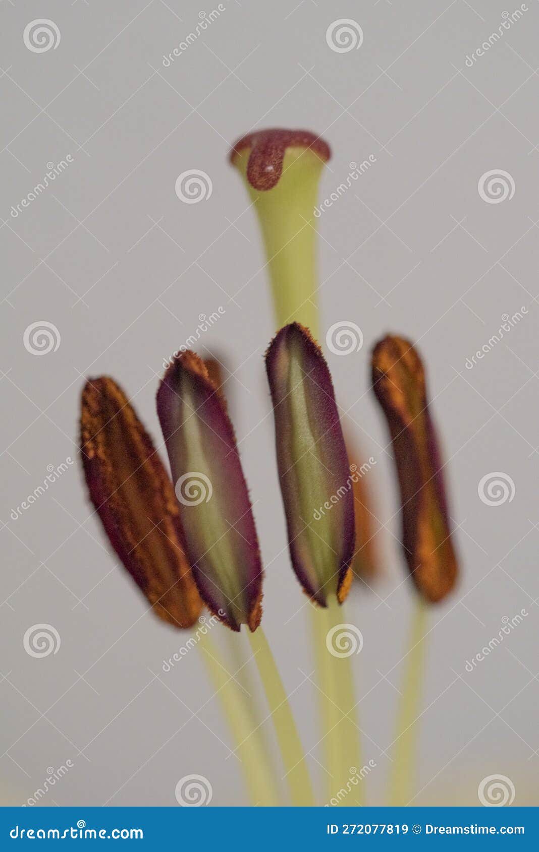 Close-up of the Structure and Filament of a Supersaturated Pistil Stock ...