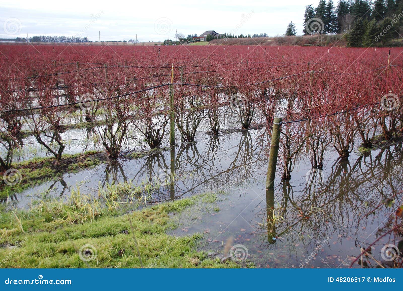 Saturated Crops stock image. Image of rain, extreme, water - 48206317