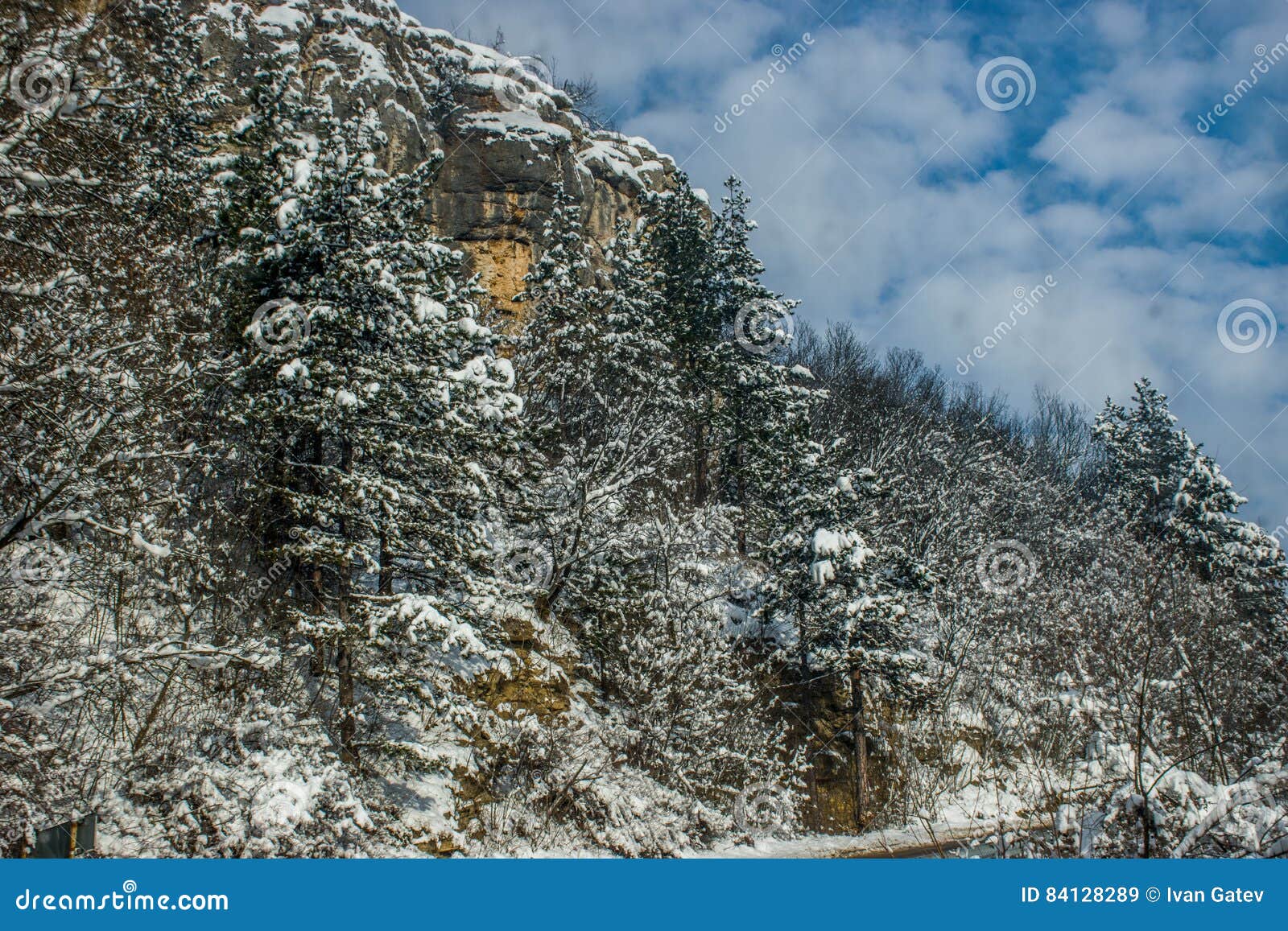 Saturated forest stock image. Image of daylight, forest - 84128289