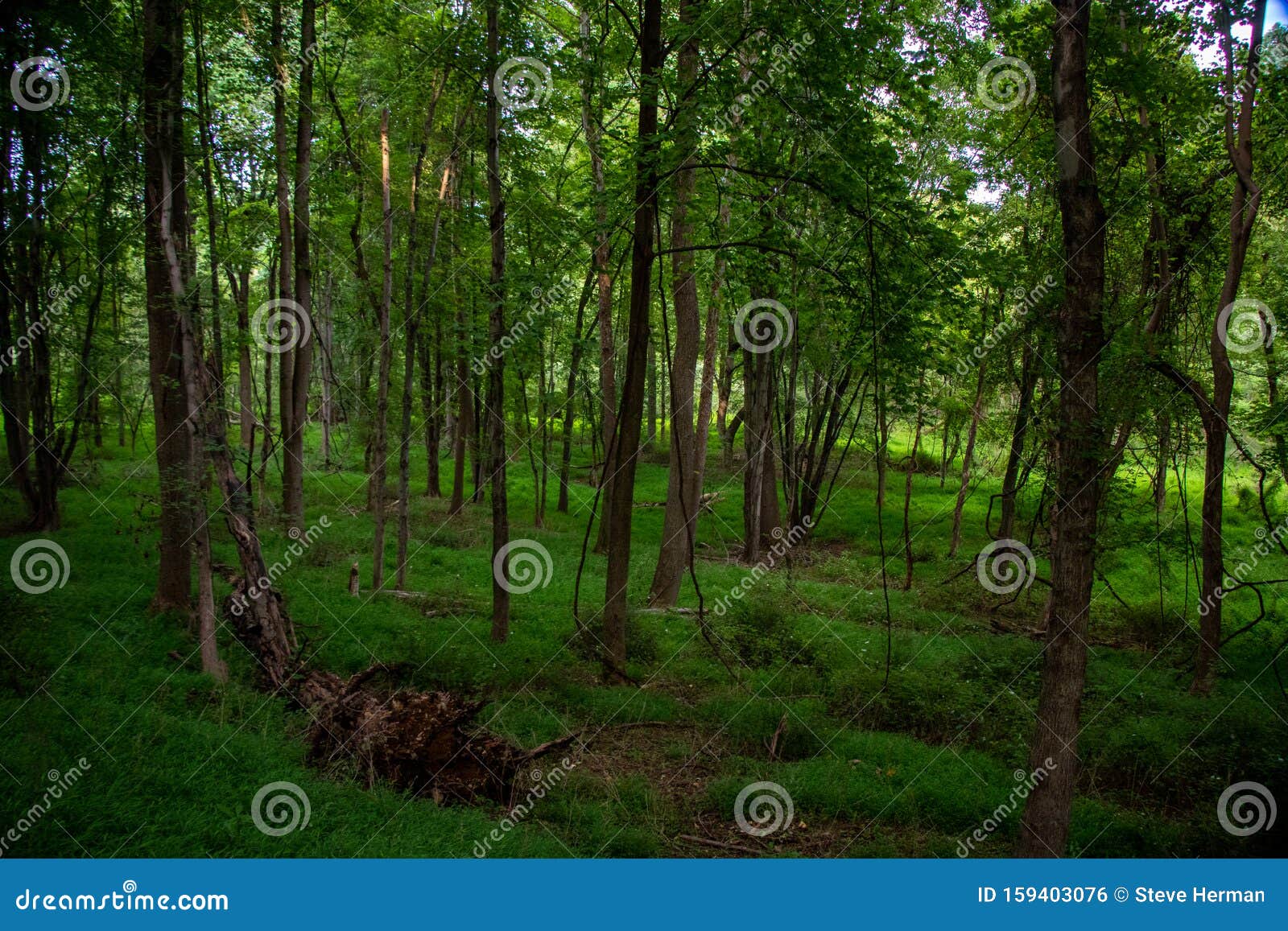 Saturated Forest on a Sunny Day Stock Photo - Image of inviting, scene ...