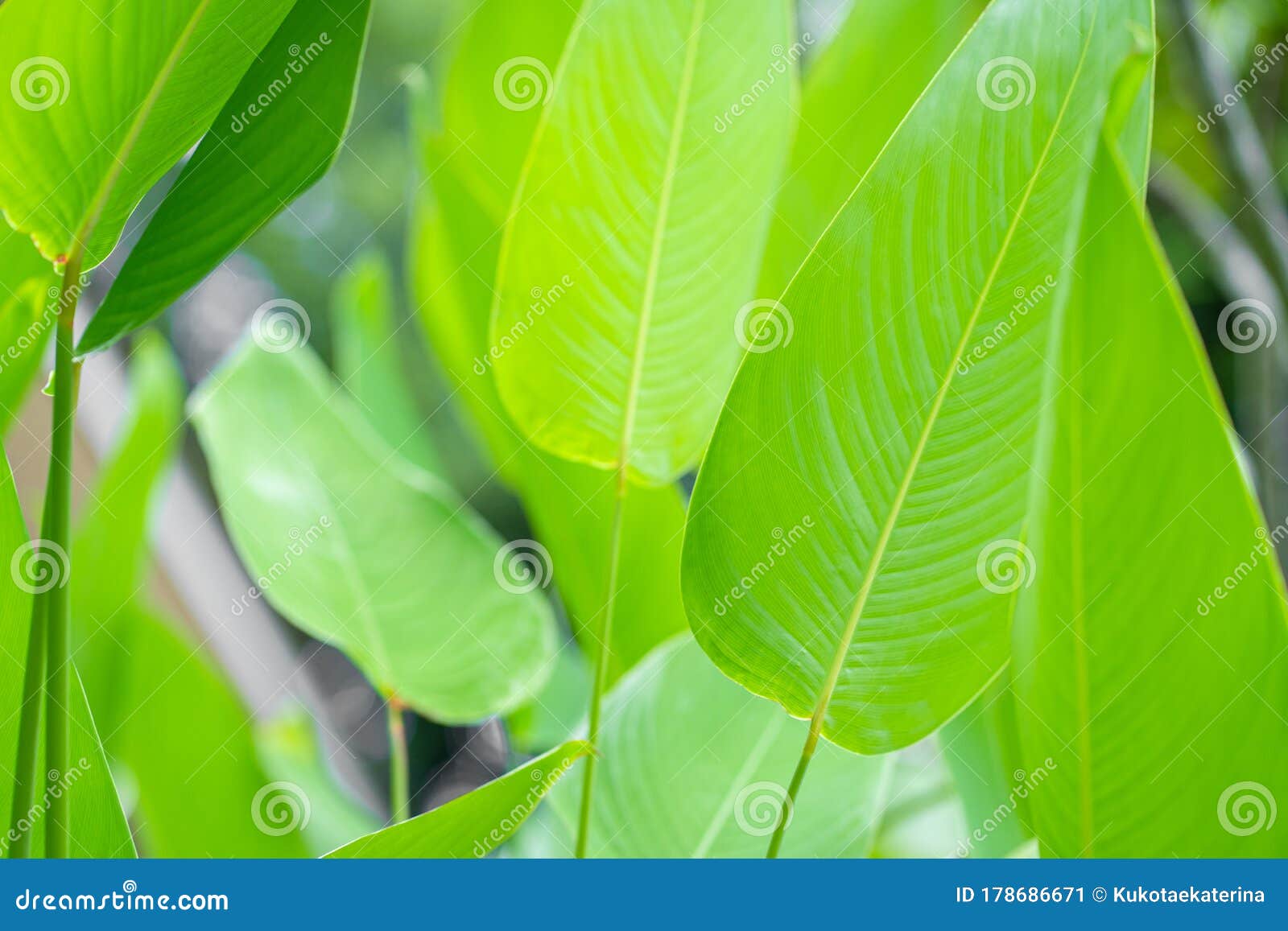 Saturated Green Leaf of a Tropical Plant Stock Image - Image of ...
