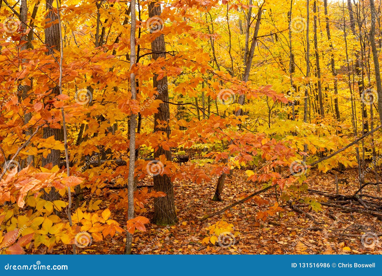 Cut Thick Tree Trunk. Wood Texture. Chainsaw Cuts Wood. Stock ...