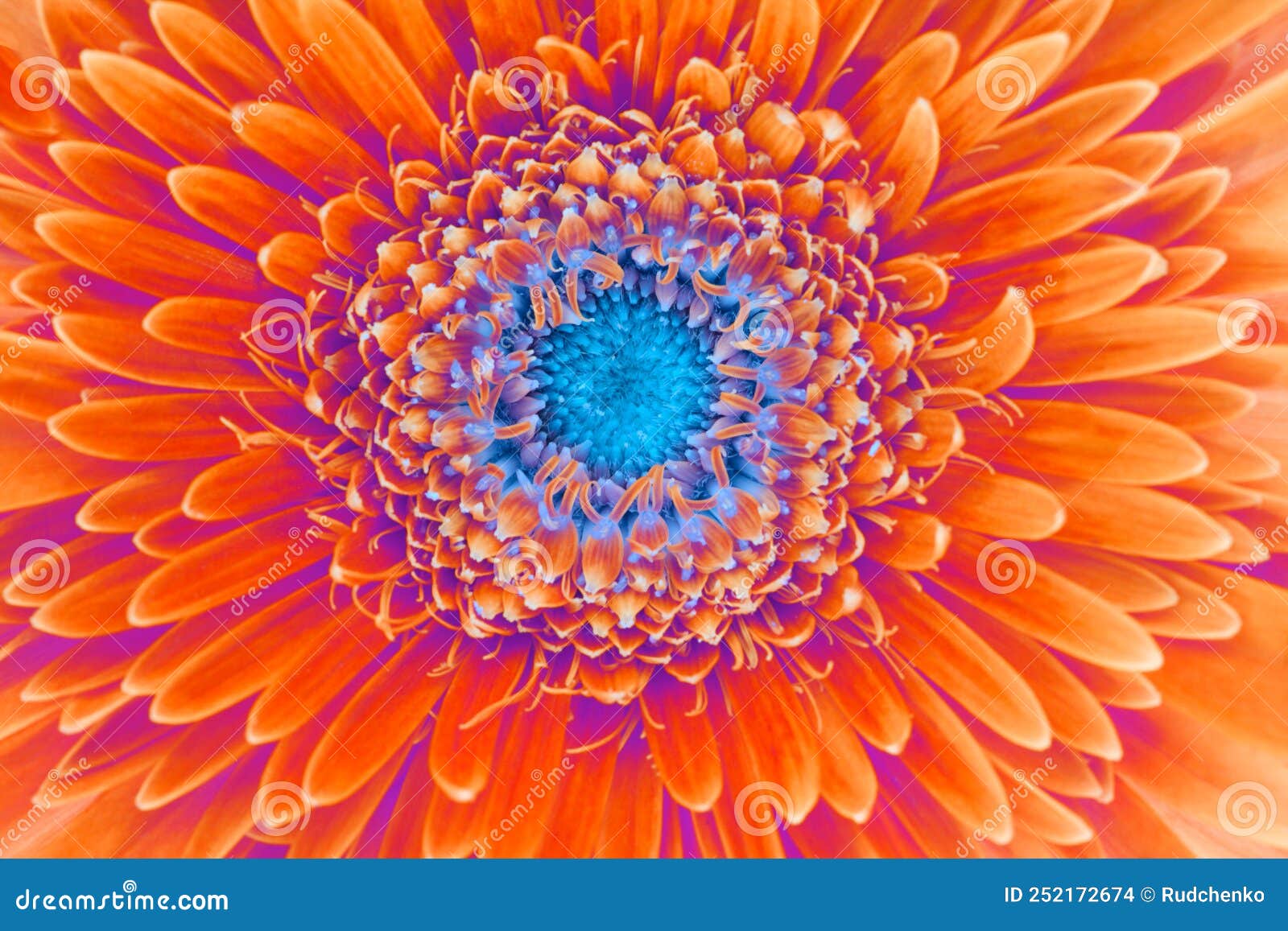 Saturation Luminosity Color. Gerbera Flower Closeup Background Stock ...