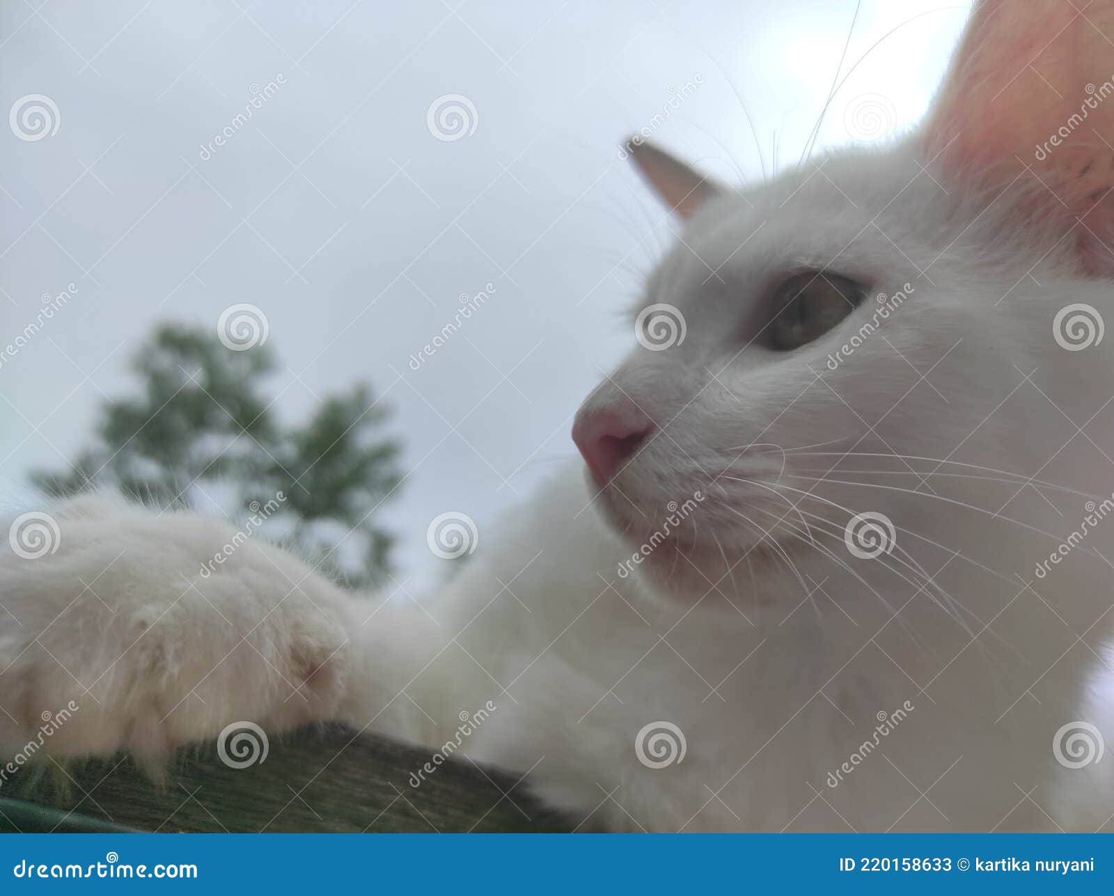In saturday morning stock image. Image of animal, kitten - 220158633