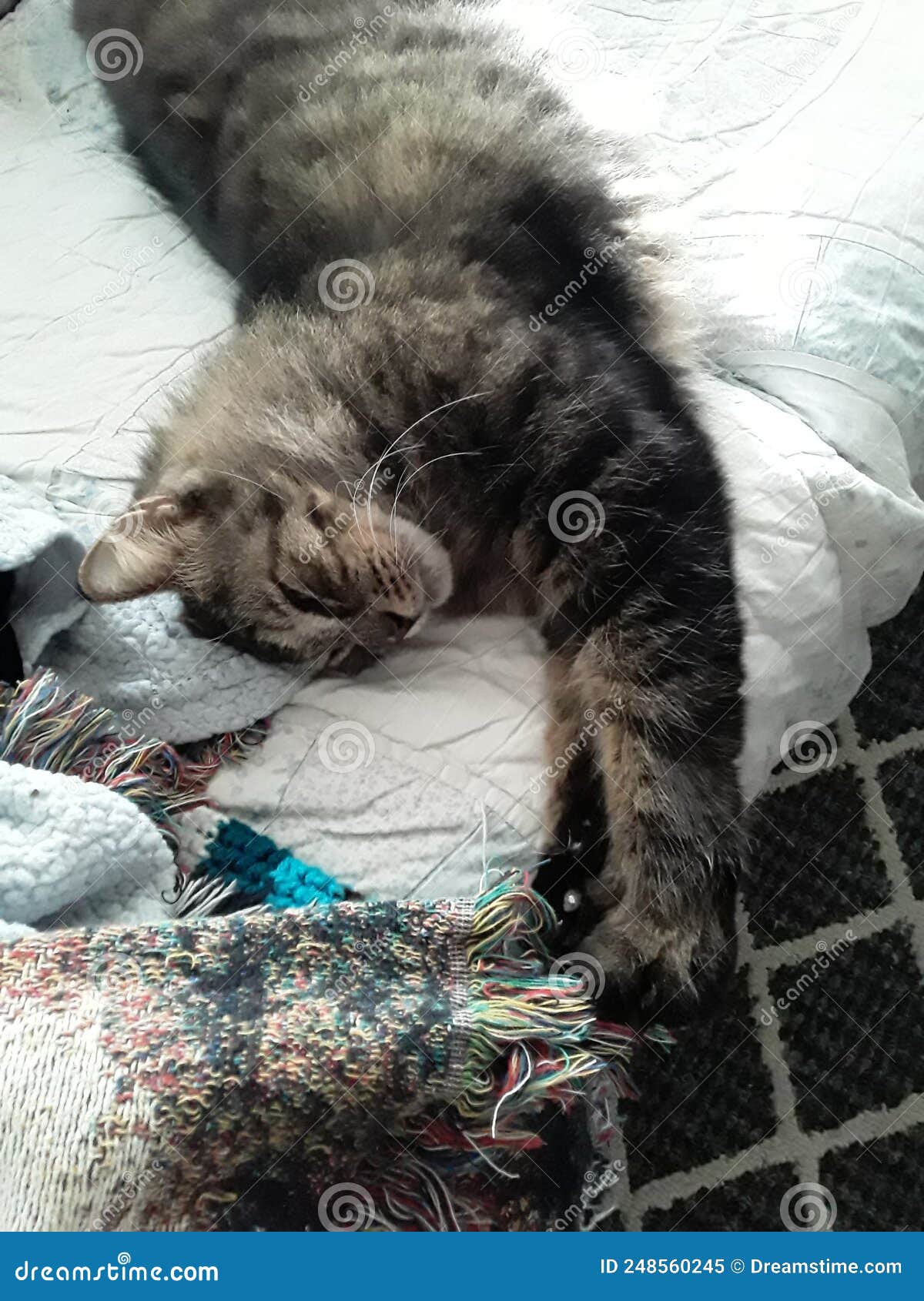 Saturday morning stock image. Image of wildcat, saturday - 248560245