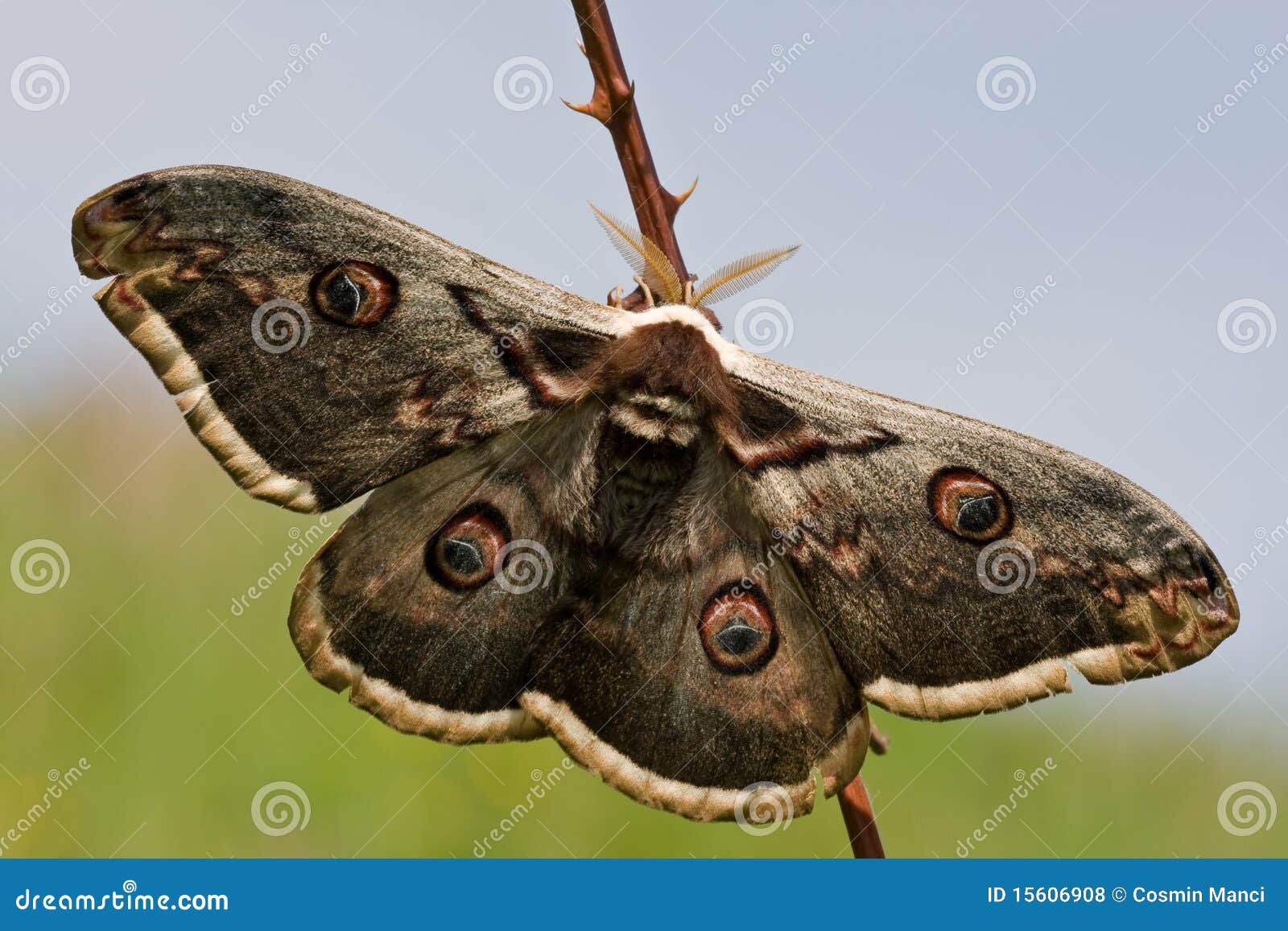 Saturnia pyri stock photo. Image of close, macro, moth - 15606908