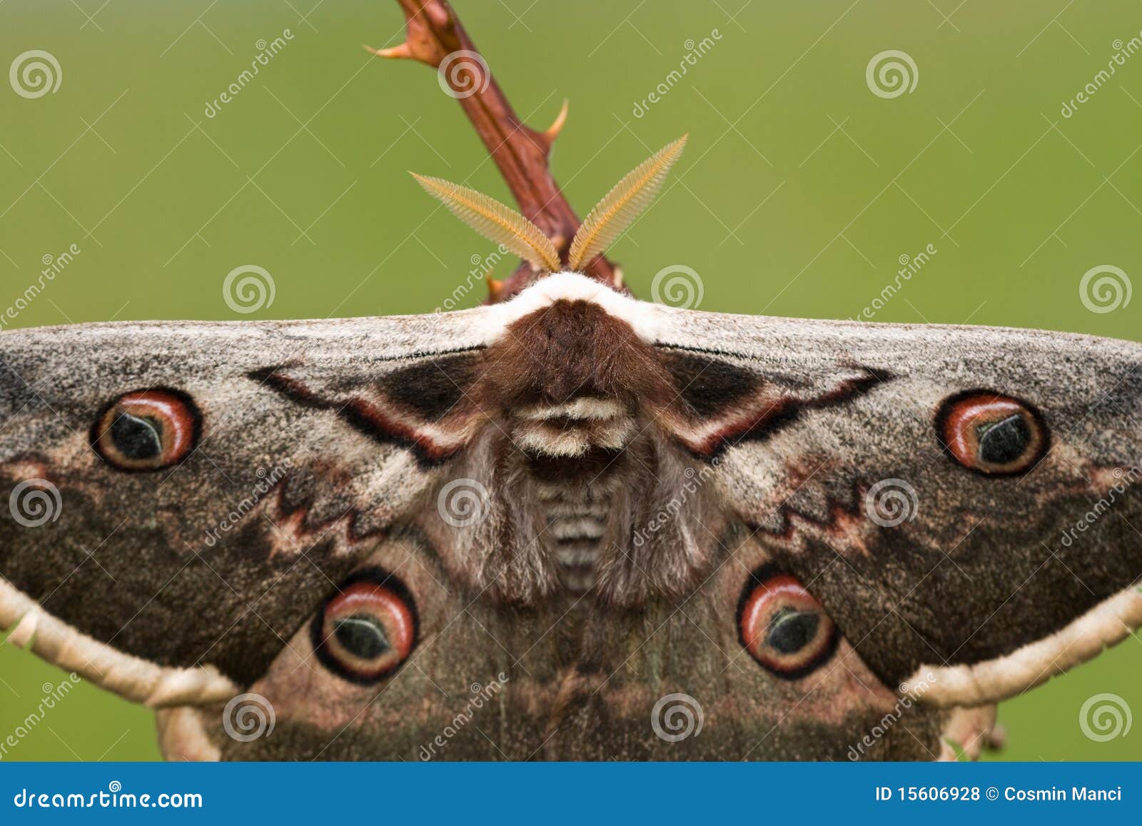 Saturnia pyri stock photo. Image of wildlife, peacock - 15606928