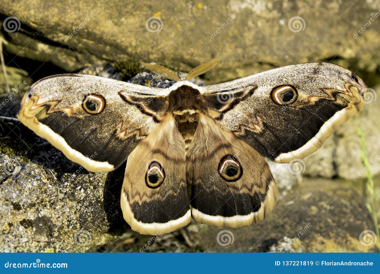 Saturnia pyri moth stock image. Image of outside, habitat - 137221819
