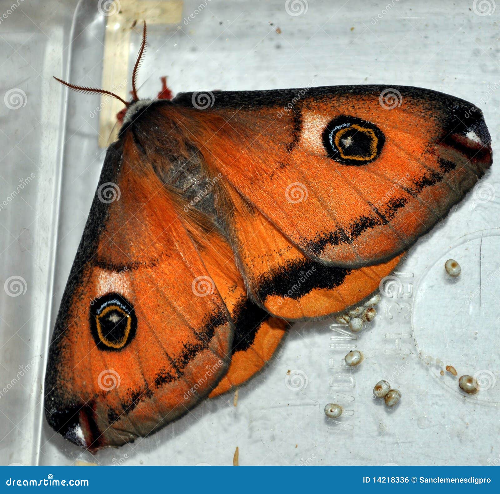 Saturnia Walterorum Moth with Eggs Stock Photo - Image of stripe ...