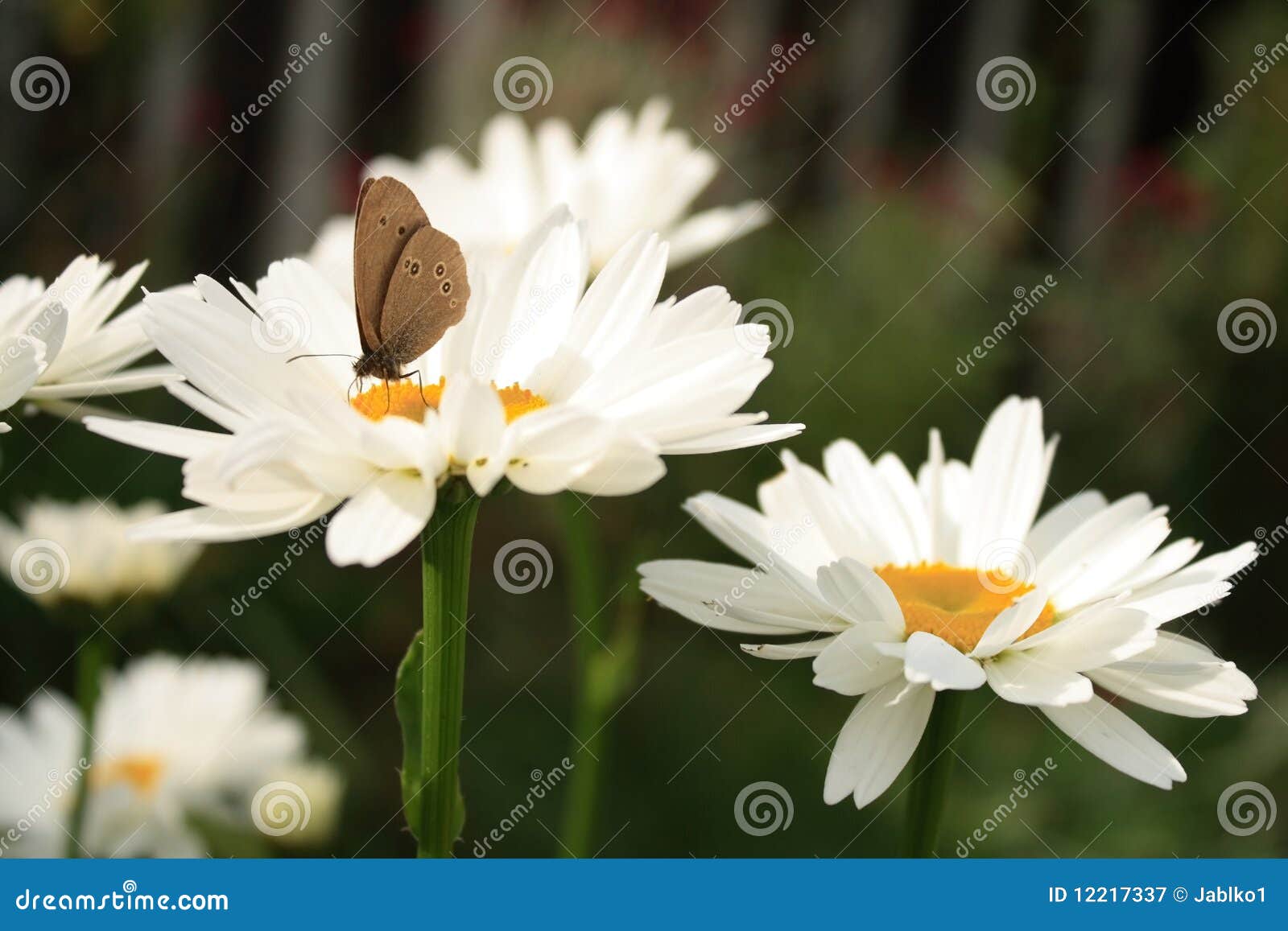 Satyrid butterfly stock image. Image of satyrid, butterfly - 12217337