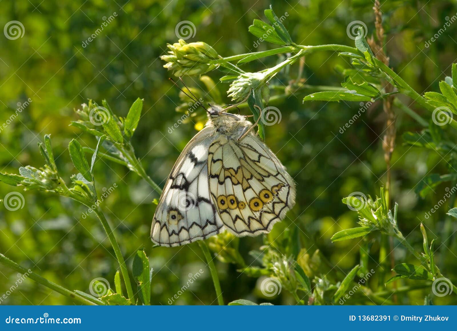 The Satyrid Butterfly stock image. Image of delicate - 13682391