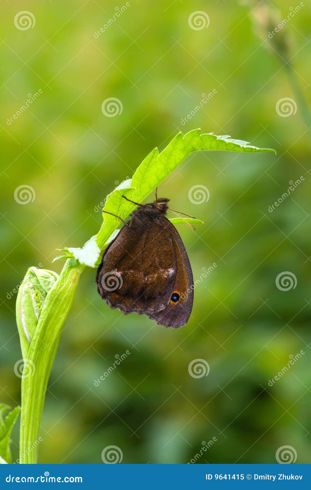 Satyrid butterfly stock image. Image of stain, insect - 9641415