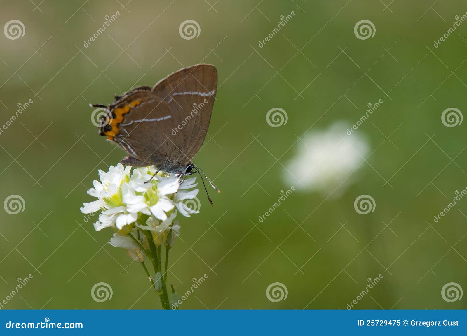 Satyrium w-album stock image. Image of insect, antenna - 25729475
