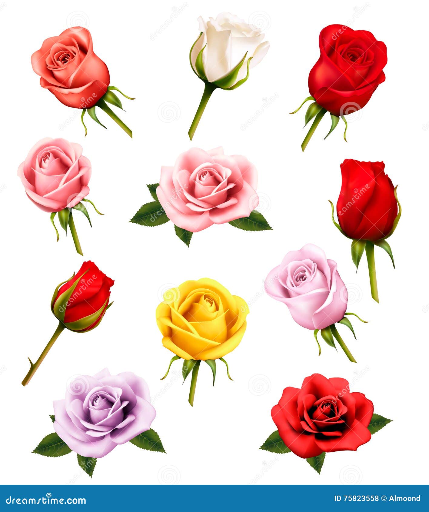 Satz Bunte Verschiedene Rosen Vektor Abbildung - Illustration von feier ...