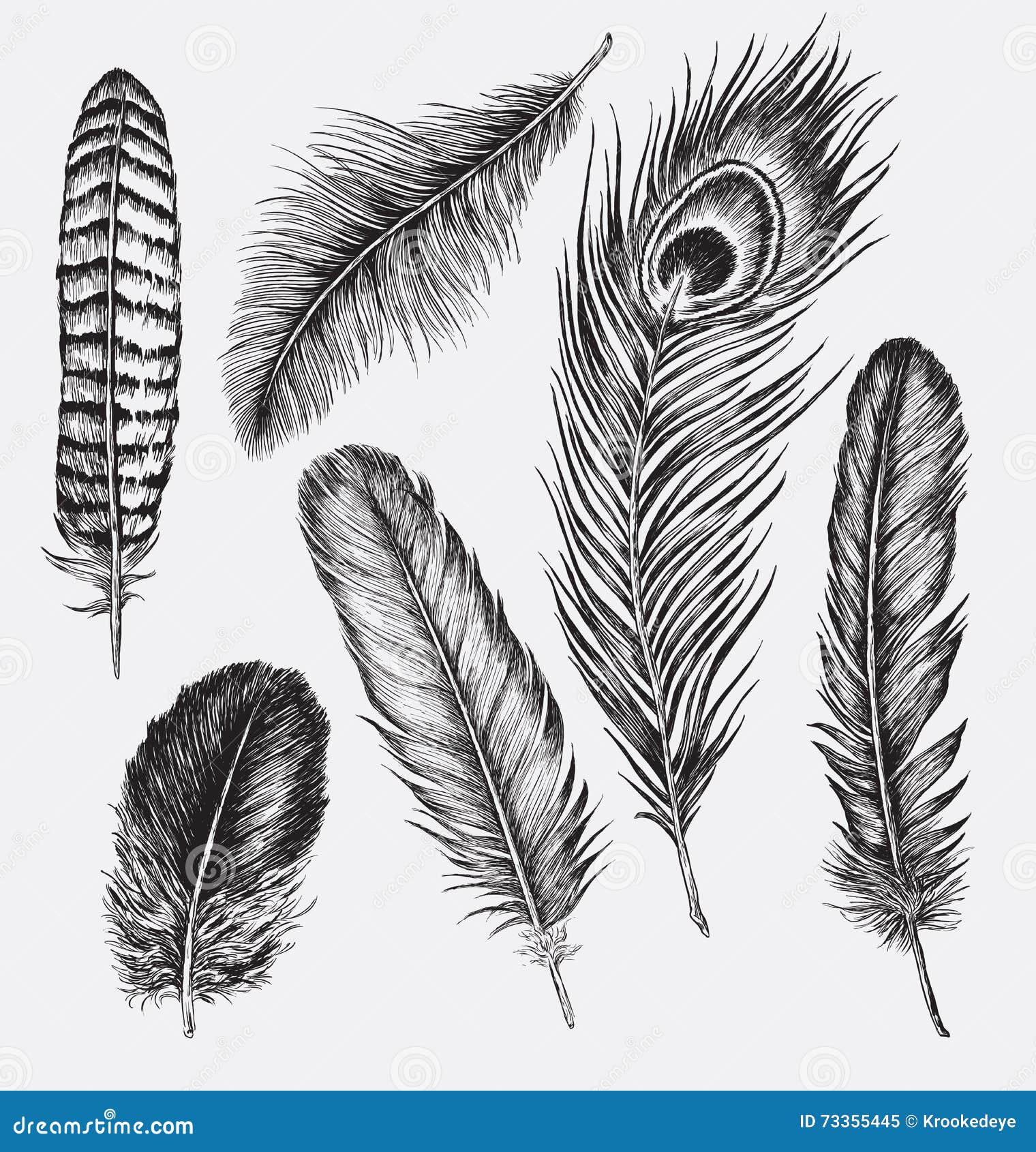 Satz Hand Gezeichnete Federn Vektor Abbildung - Illustration von ...