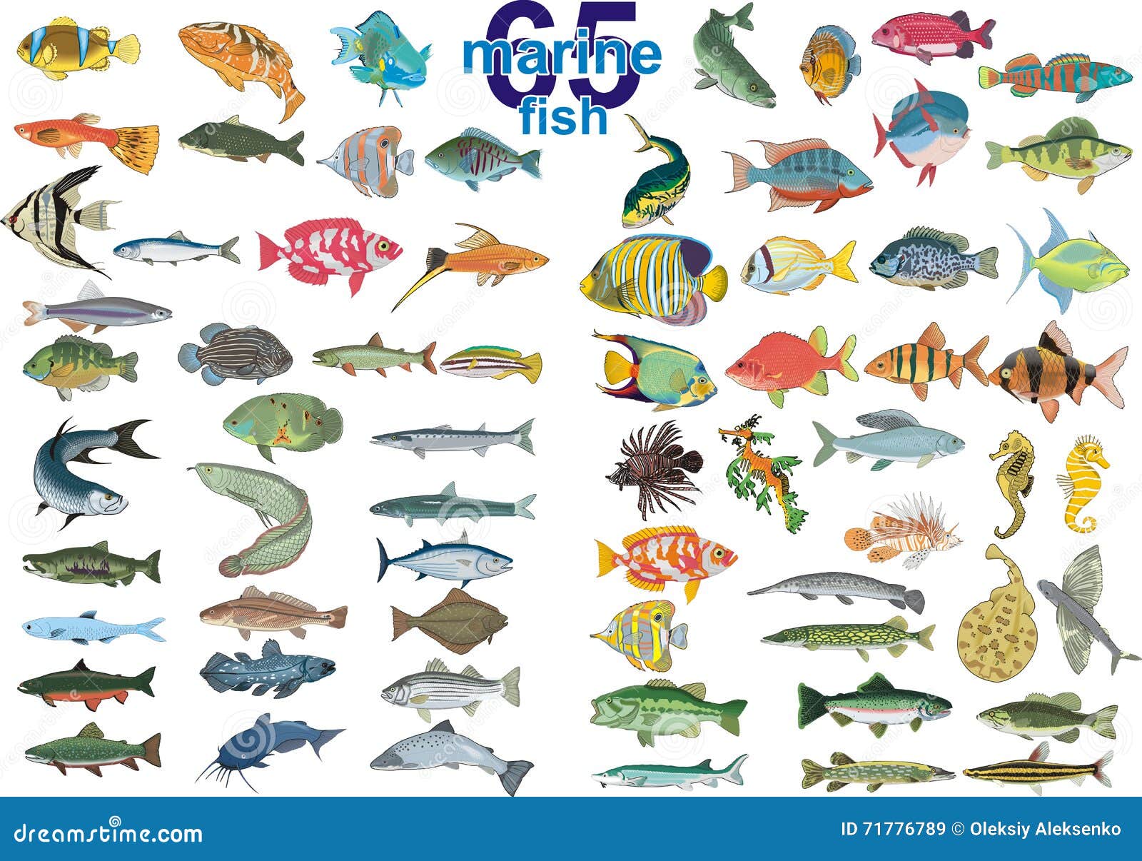 Satz - Meeresfisch 65 vektor abbildung. Illustration von küste - 71776789