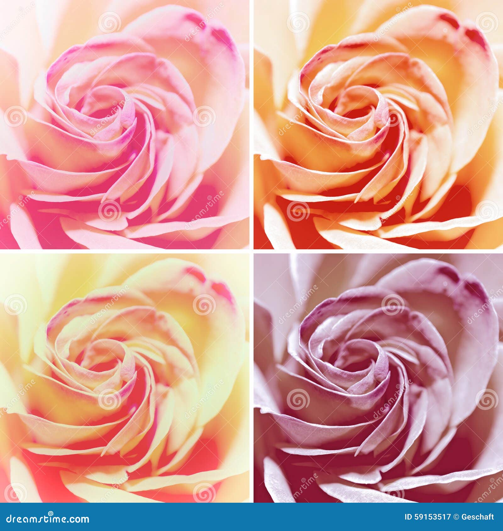 Satz Von Vier Varianten: Rote Rose Flowers Stockbild - Bild von liebe ...