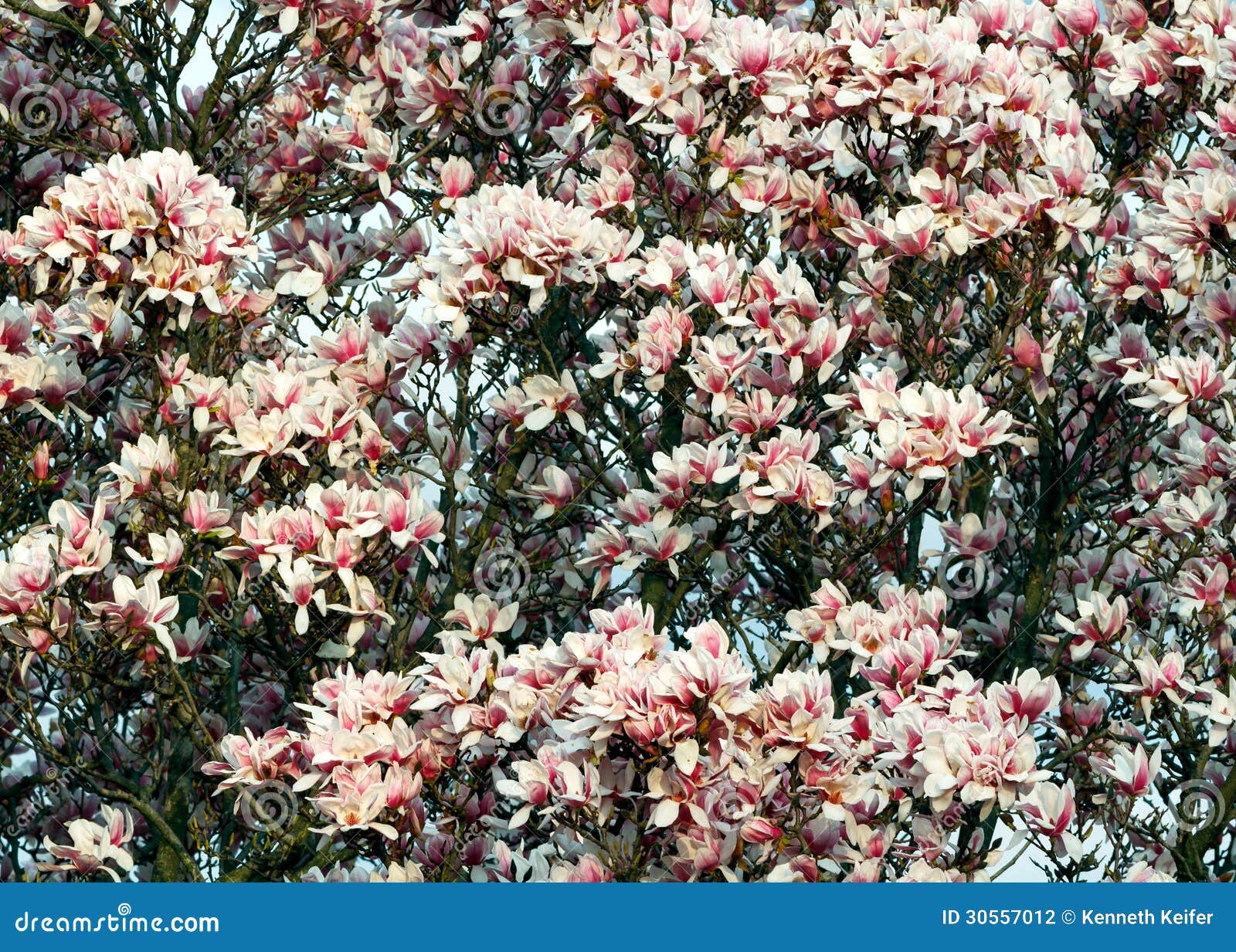 Saucer Magnolia Flowers stock photo. Image of hybrid - 30557012