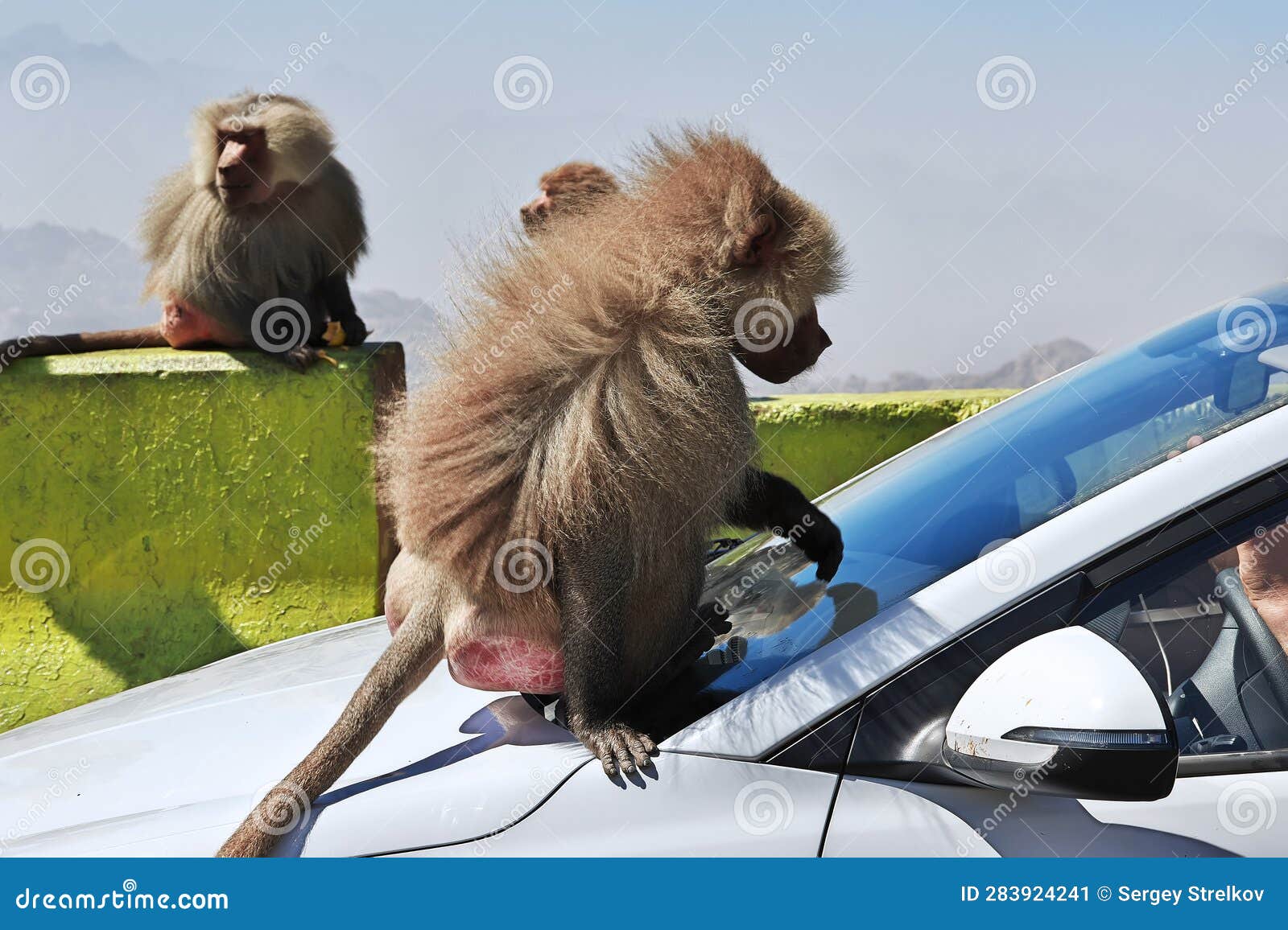 Saudi Arabia - 09 Mar 2020: the Monkey in Mountains of Saudi Arabia ...