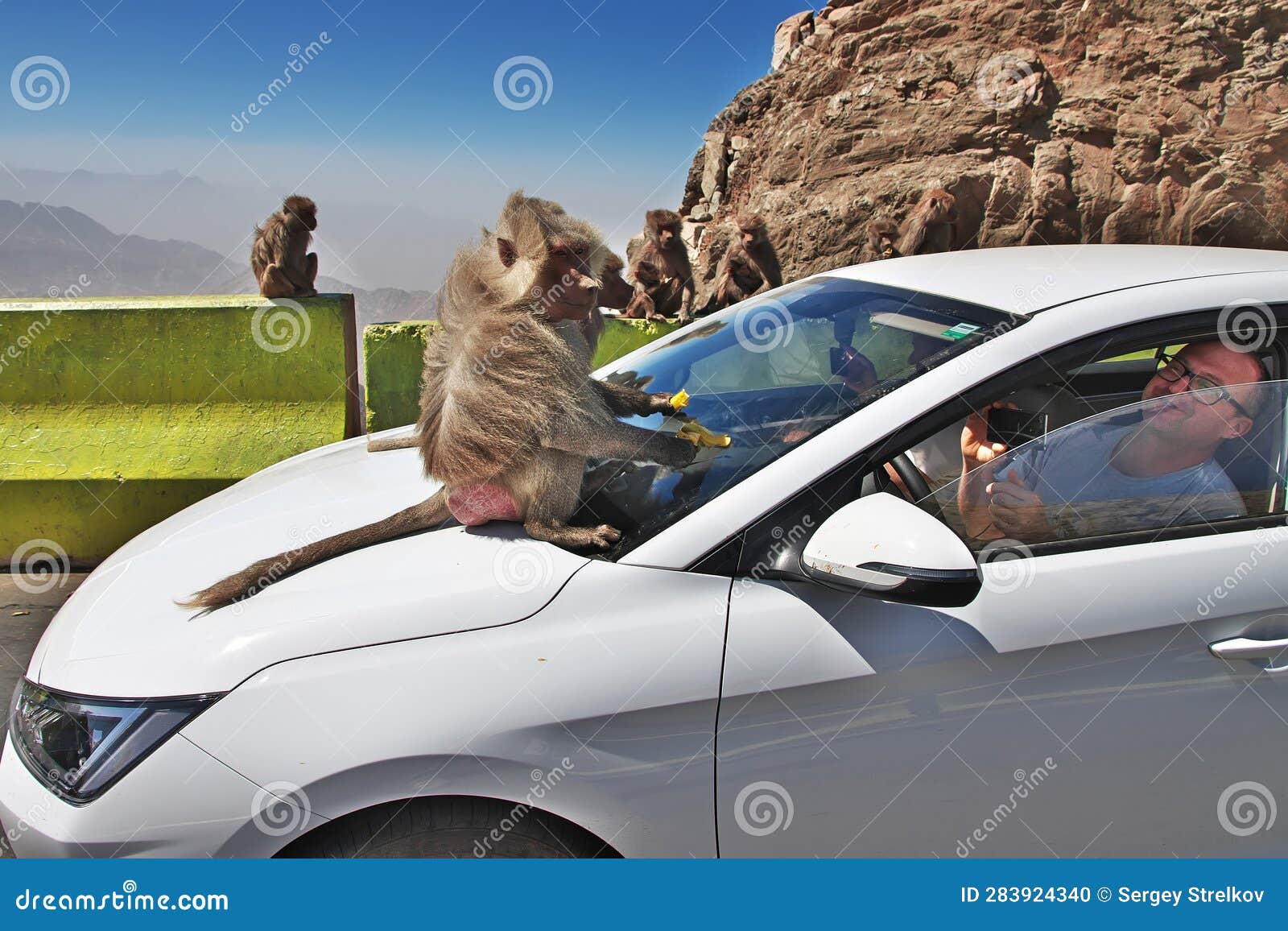 Saudi Arabia - 09 Mar 2020: the Monkey in Mountains of Saudi Arabia ...