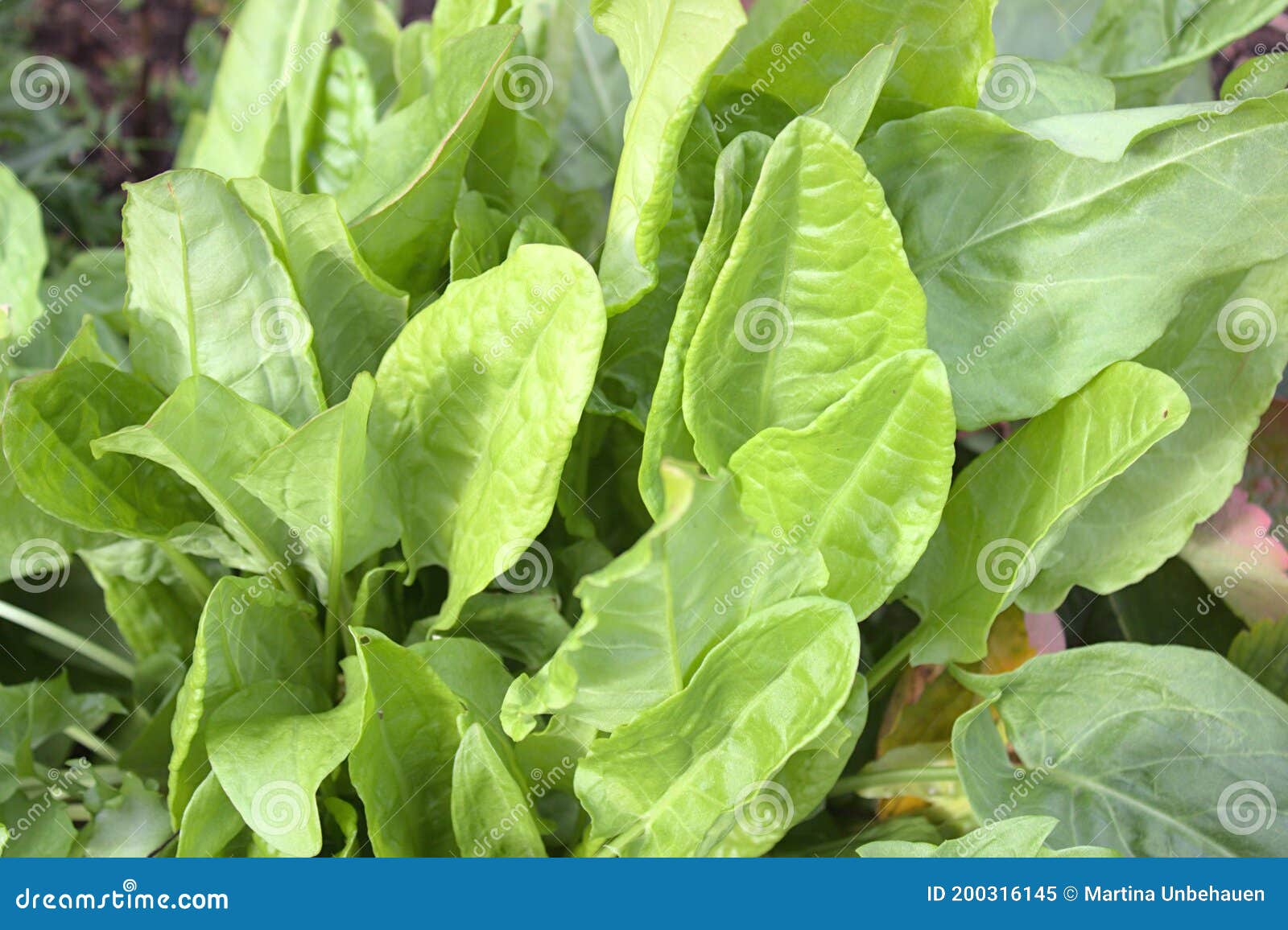 Sauerampfer im Garten stockbild. Bild von sauerampfer - 200316145