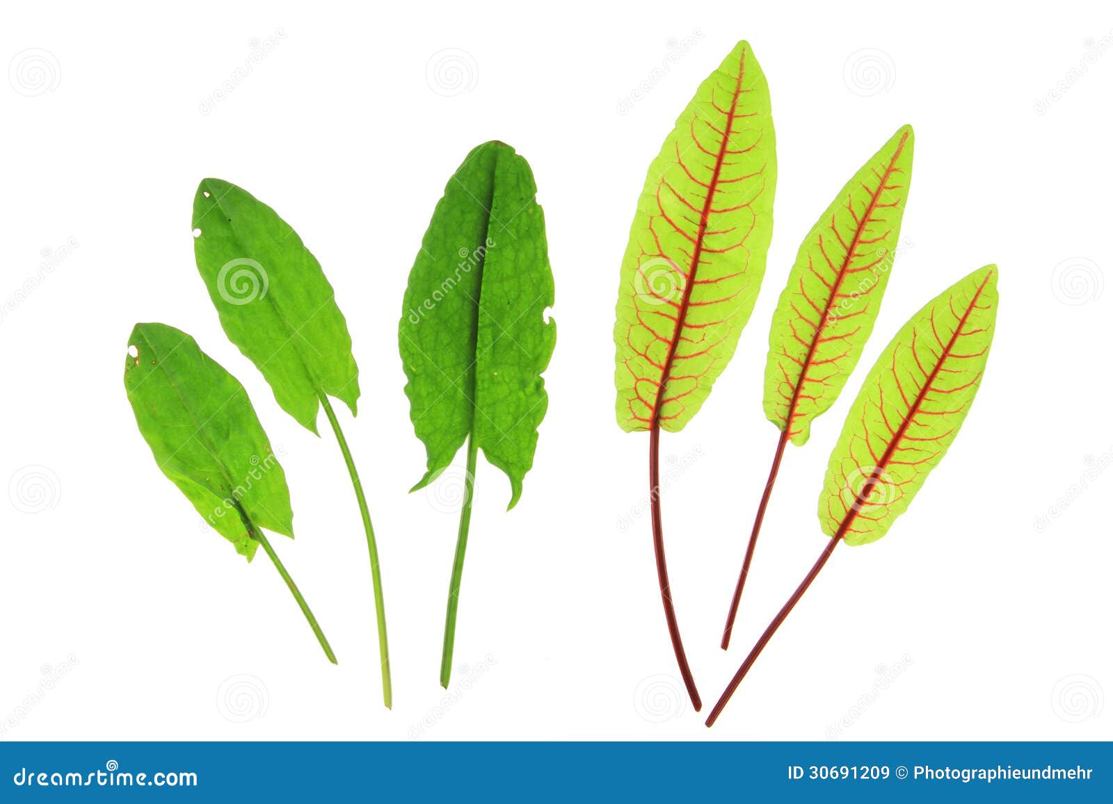 Sauerampfer Und Blutsauerampfer Stockbild - Bild von kraut, grün: 30691209