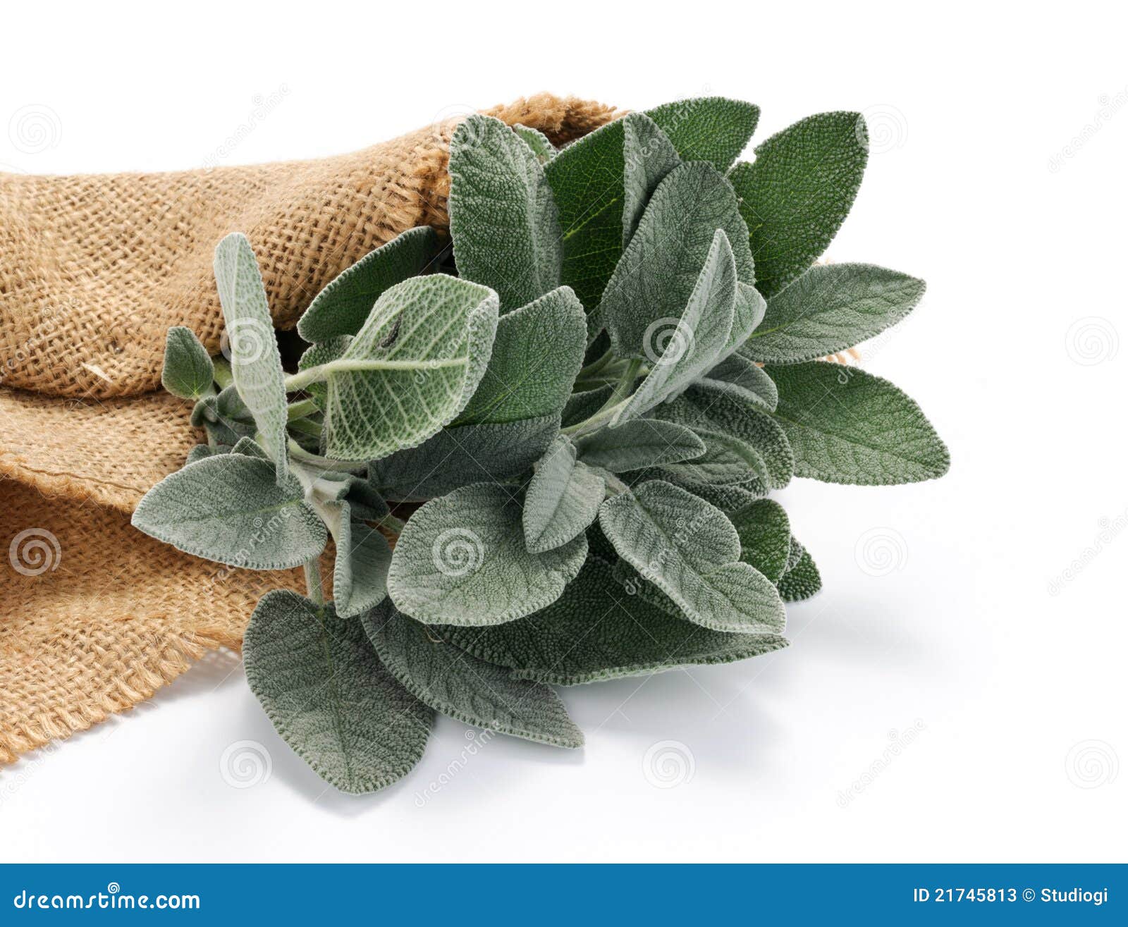 Sauge image stock. Image du lames, herbe, doux, normal - 21745813