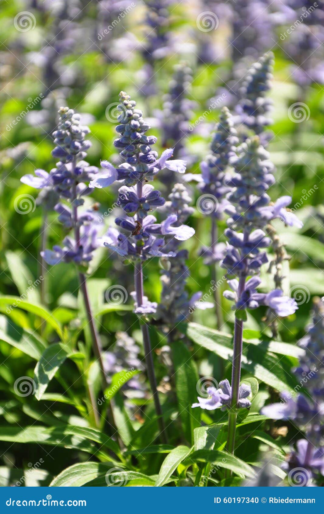 Sauge Farineuse (farinacea De Salvia) Photo stock - Image du fleurs ...