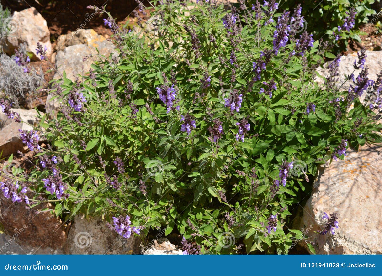 Sauge, Officinalis De Salvia, En Fleur Photo stock - Image du floraison ...